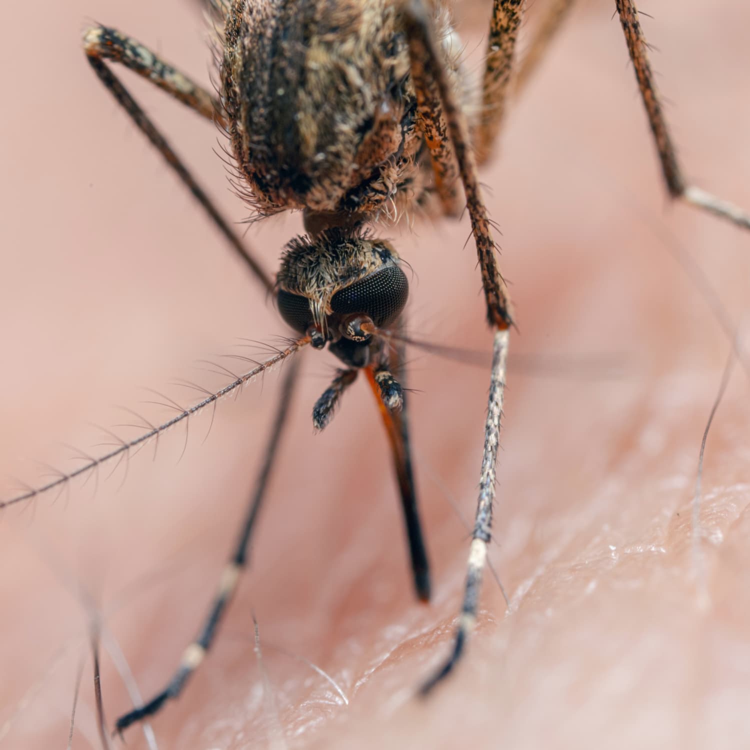 Dengue Fever Bite