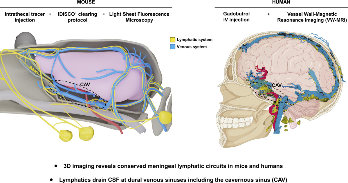 The Brain’s Drainage System in 3 Dimensions