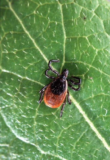 Tick-Borne Diseases Network (TickNET) | Yale School of Public Health