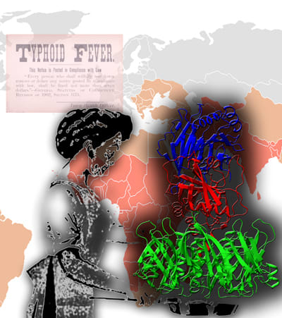 Typhoid’s lethal secret revealed by Yale researchers