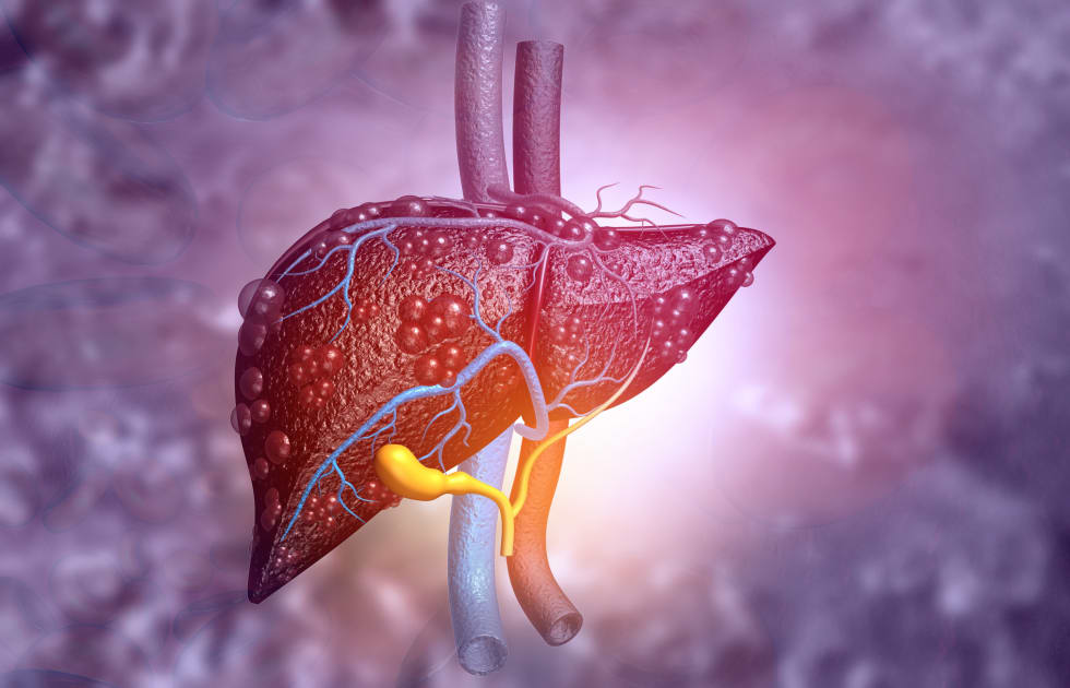 How Does the Liver Burn Fat? Study May Open Doors to New MASLD ...