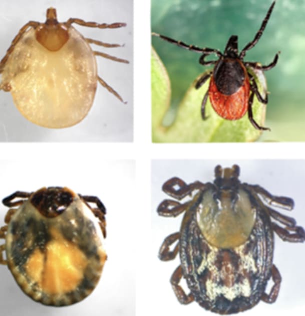 Rare exotic tick species identified in Connecticut | Yale School of ...