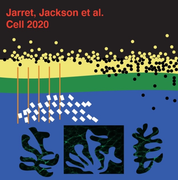 The Flavell Lab | Flavell Lab