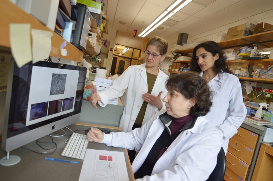 Yale Researchers Take Stem Cells One Step Closer to Replacing ...
