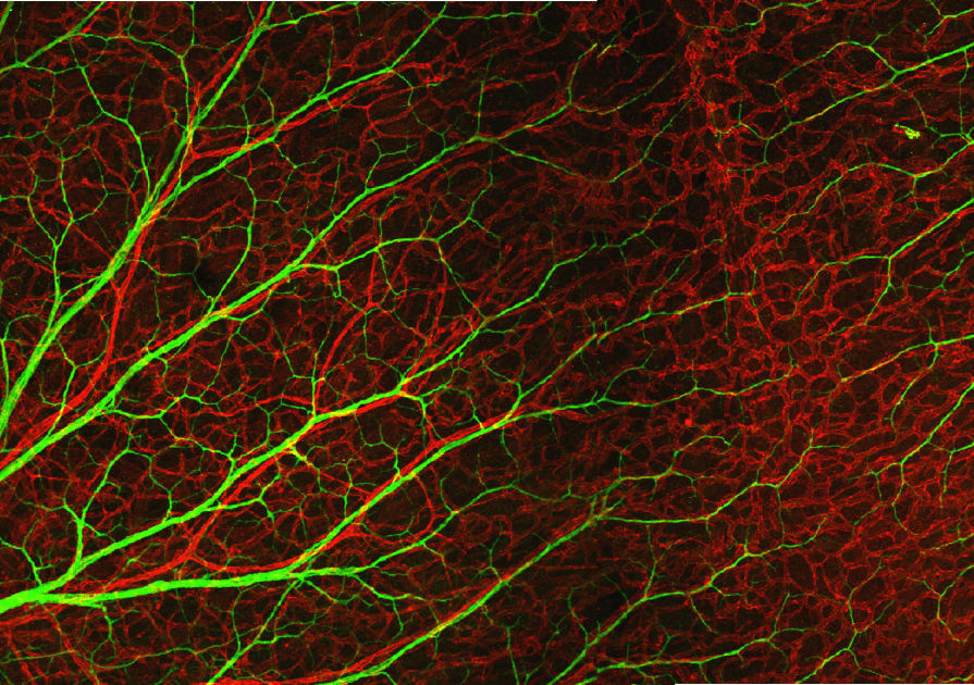 Study Unravels the Intricacies of Immune Signaling | Yale School of ...