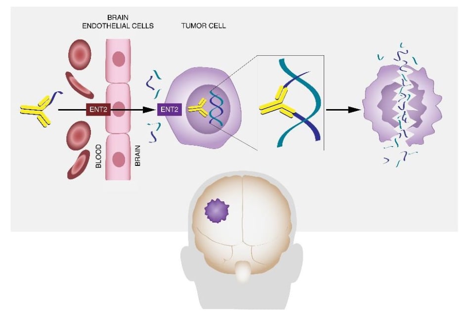 Brain Cancer Cell FSU Researchers Show Potential Of New Treatment For