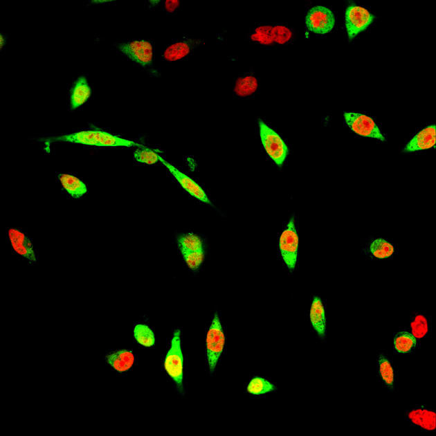 Xiaoyong Yang | Yale Center for Molecular and Systems Metabolism