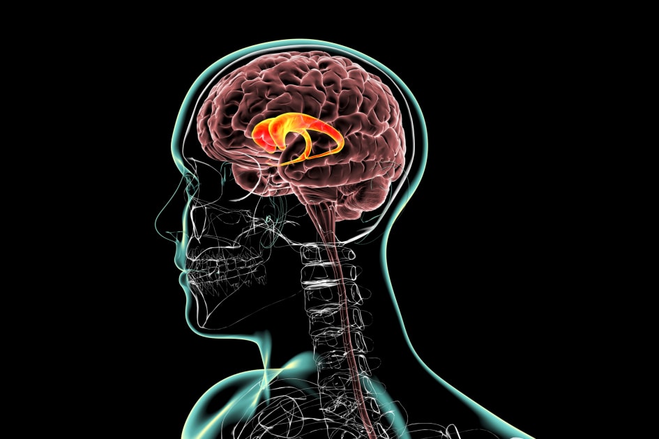 3D Organoid Models Show Brain Mechanisms of Tourette Syndrome | Yale ...