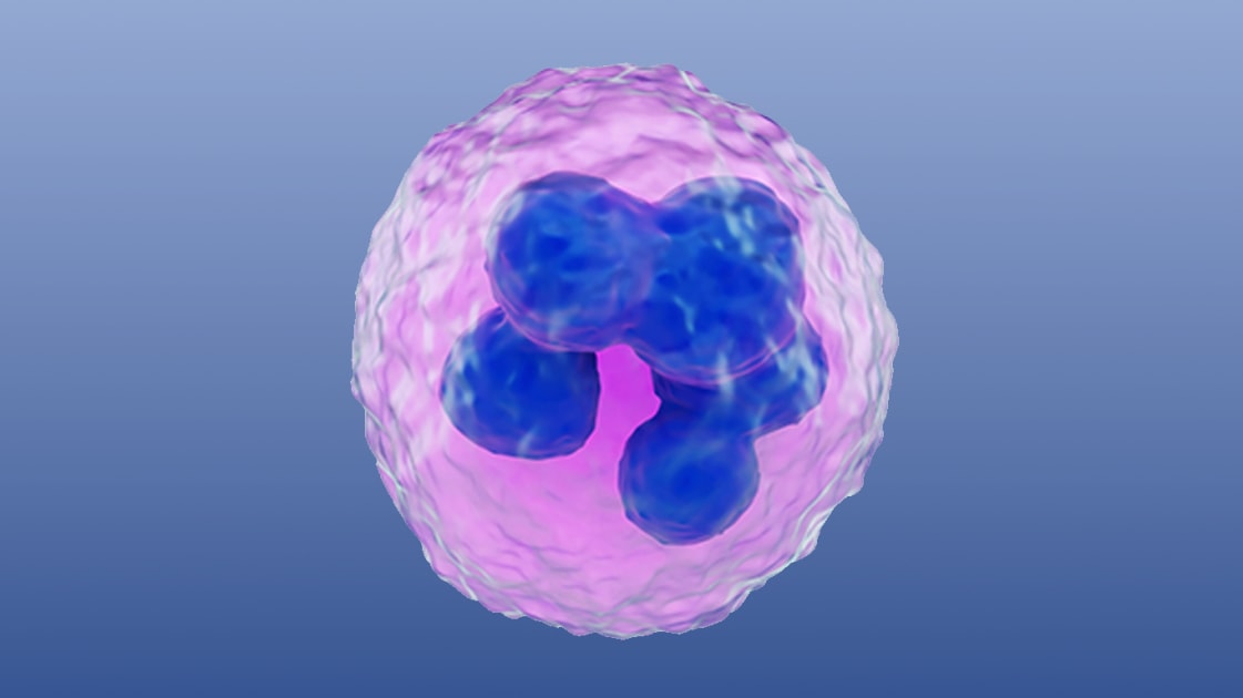 Neutrophils in the Immune System Do More Than Fight Bacteria and Viruses