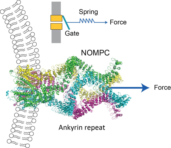 Molecular mechanism of the Mechanosensitive ion channel NOMPC.