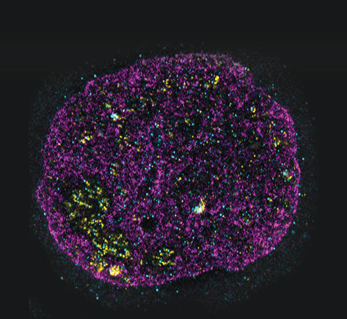 Supersize the cell | Yale School of Medicine