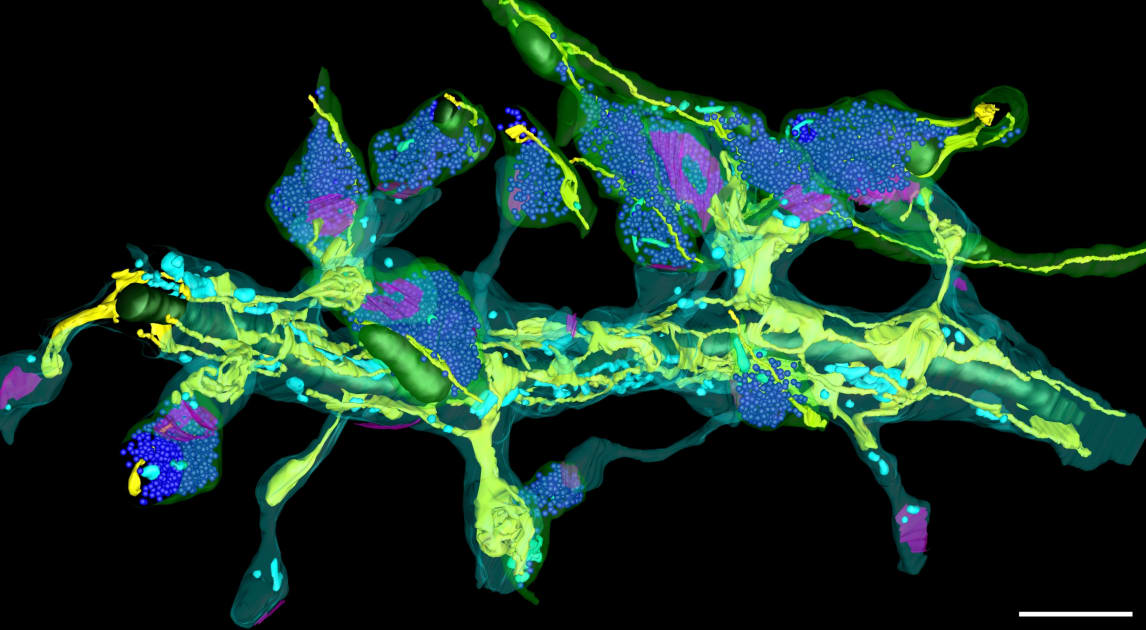 The Laboratory of Pietro De Camilli