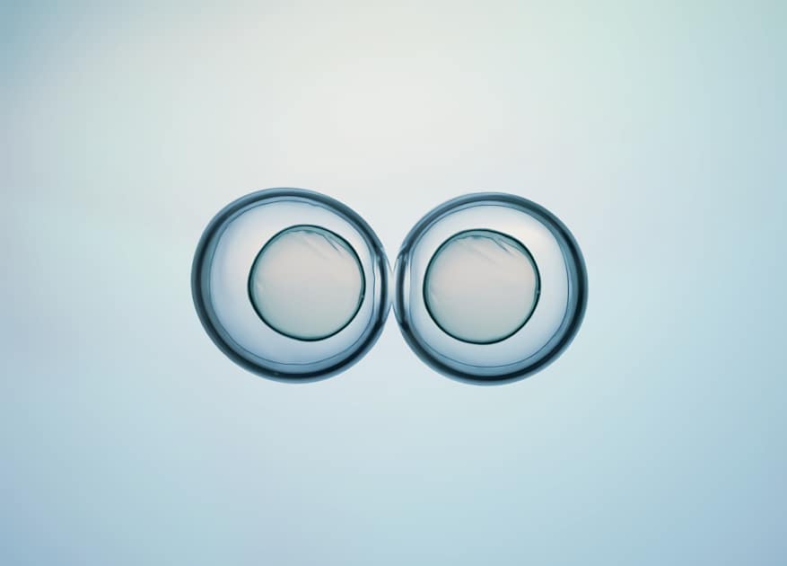 The Rhythm That Guides Cell Division | Yale School of Medicine