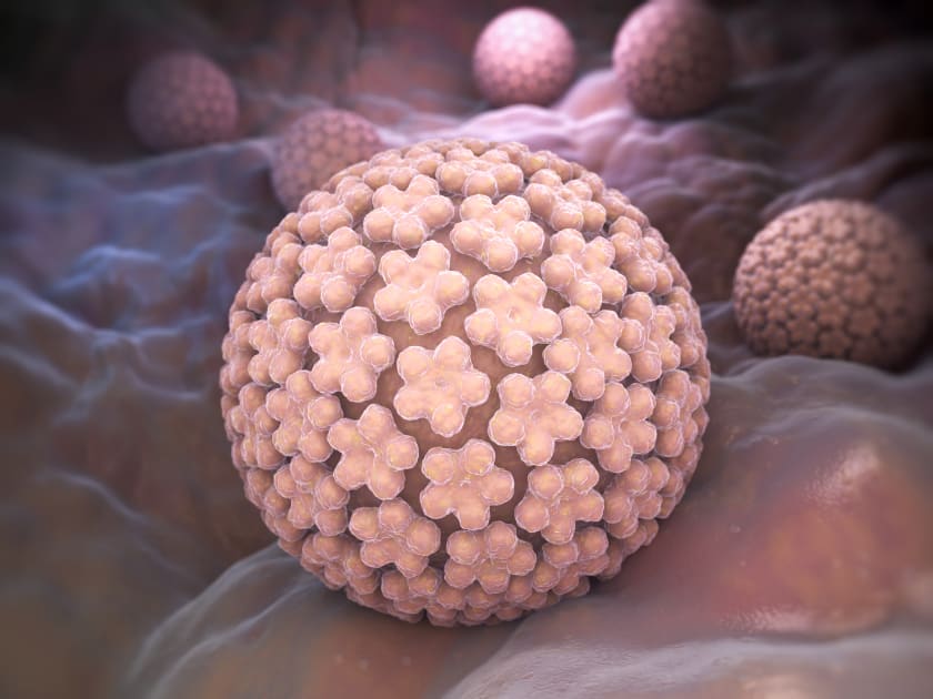HPV Discovery Yields Breakthrough in Understanding Protein Activity ...