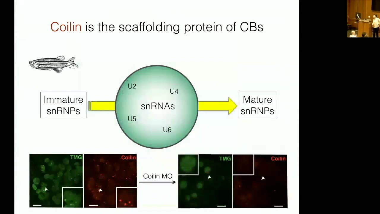 Liquid Phase Separation and Cancer | Yale School of Medicine